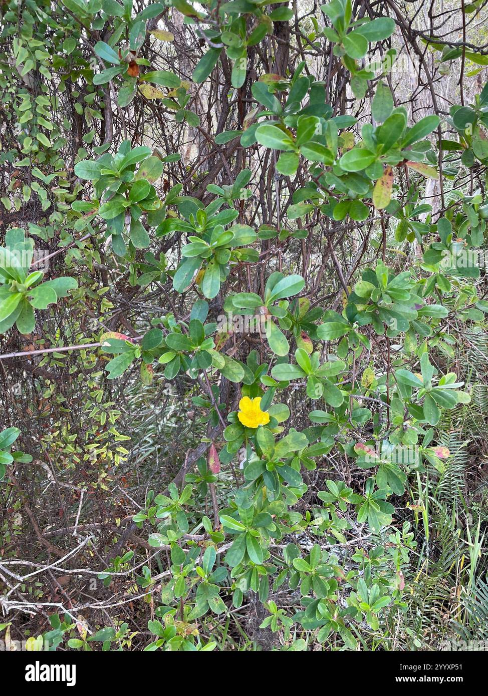 Climbing Guinea flower (Hibbertia scandens Stock Photo - Alamy