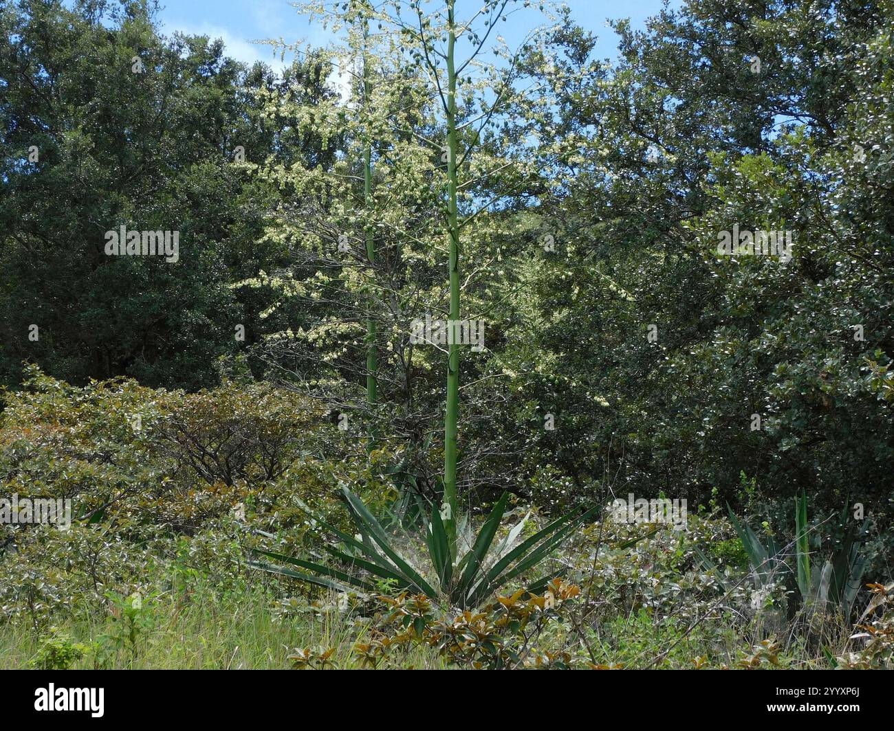 Century plant subfamily (Agavoideae Stock Photo - Alamy