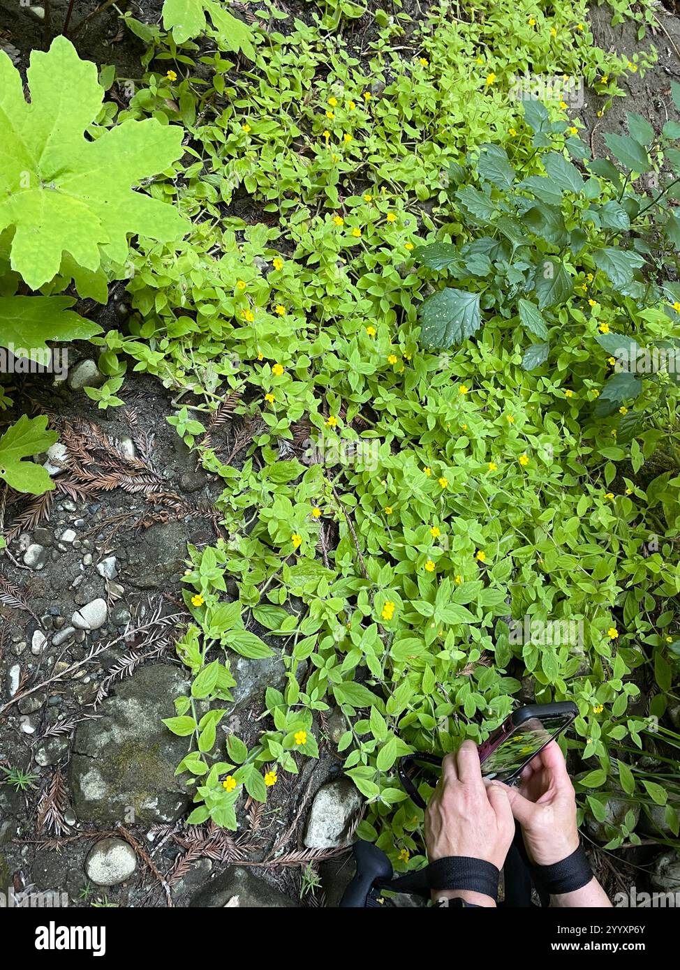 wing-leaf monkeyflower (Erythranthe ptilota Stock Photo - Alamy