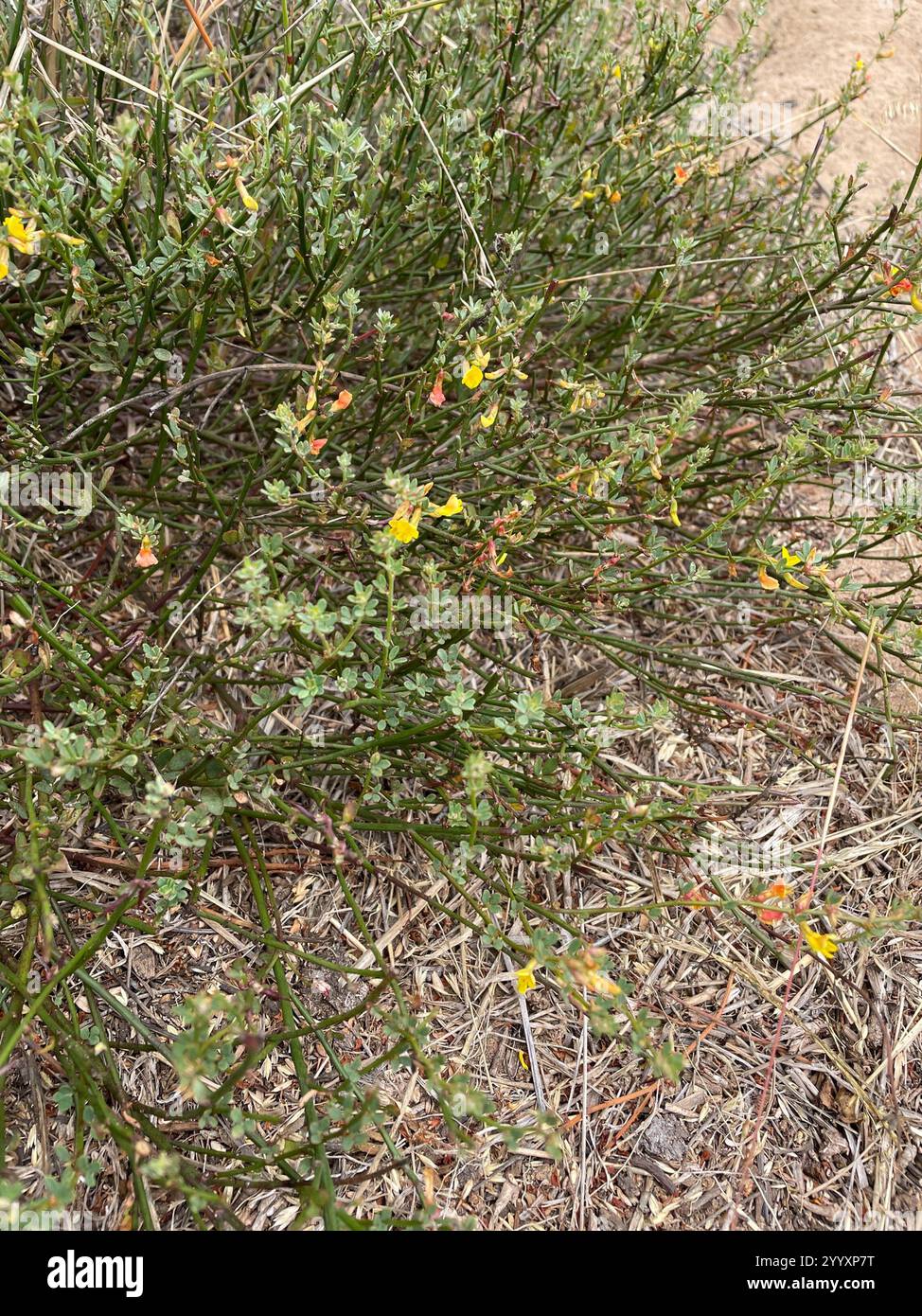 deerweed (Acmispon glaber Stock Photo - Alamy