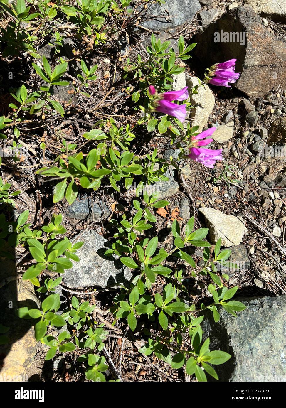 Bush Penstemon (Penstemon fruticosus Stock Photo - Alamy