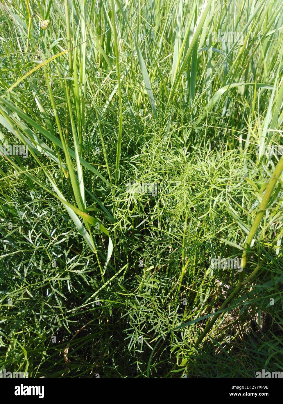 Pepper-saxifrage (Silaum silaus Stock Photo - Alamy