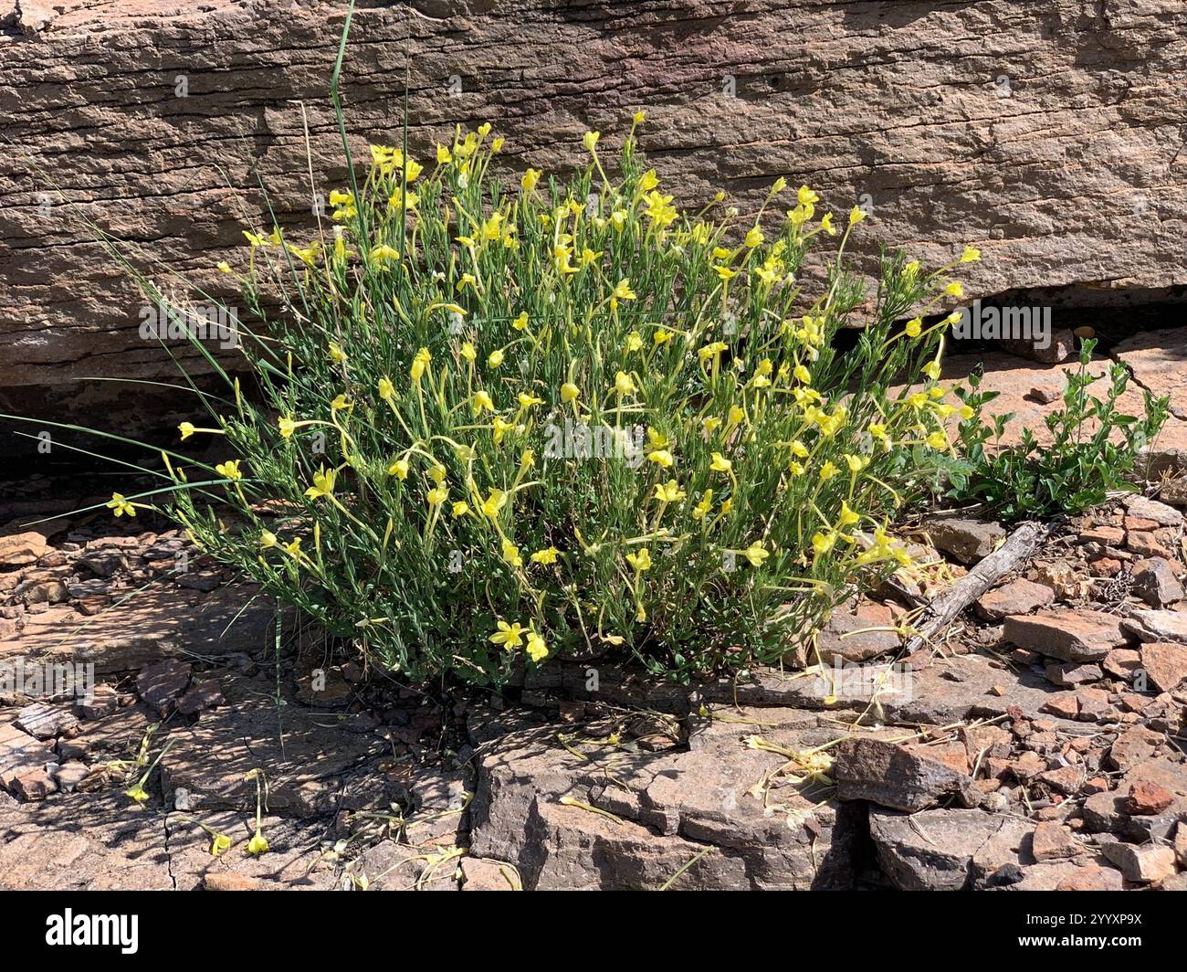Showy Menodora (Menodora longiflora Stock Photo - Alamy