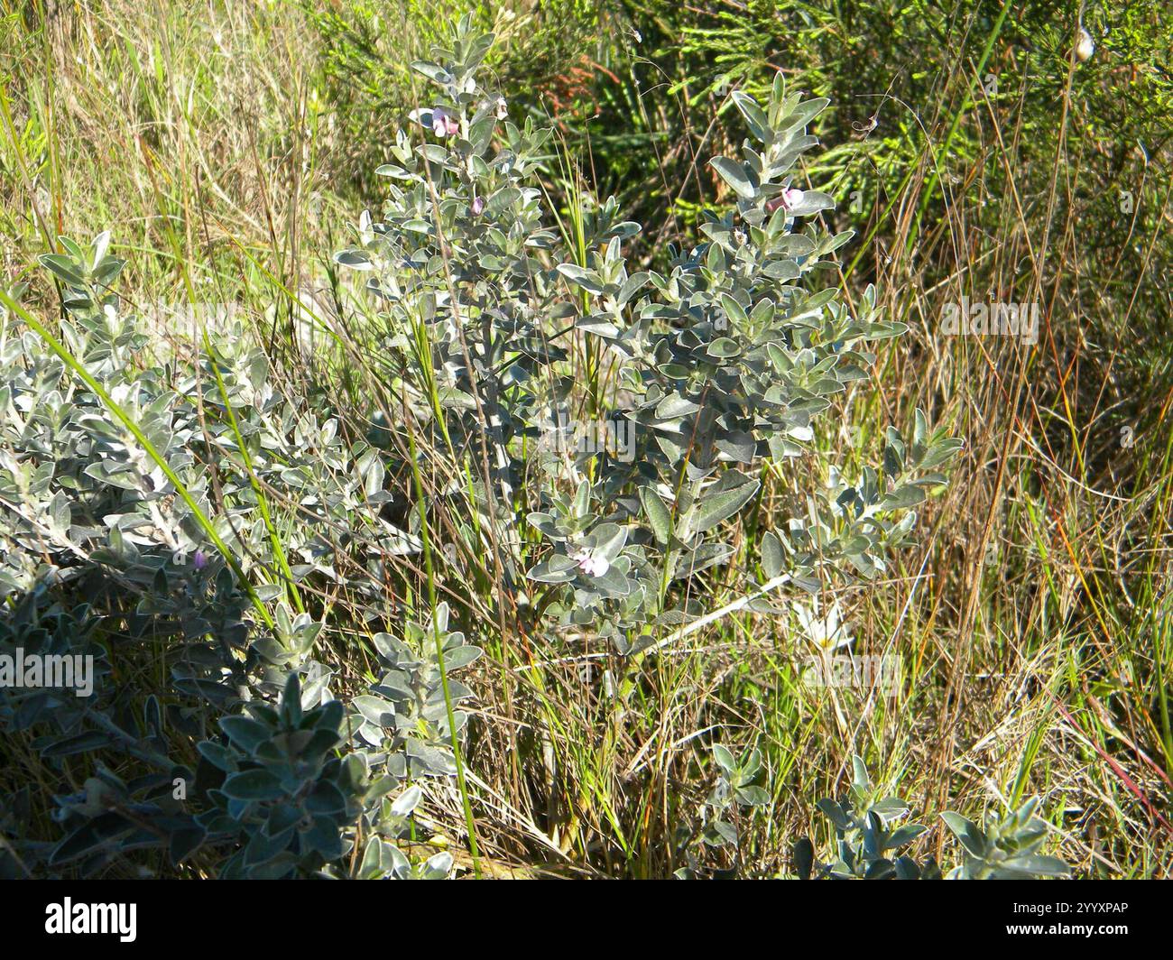 Podalyria sericea hi-res stock photography and images - Alamy