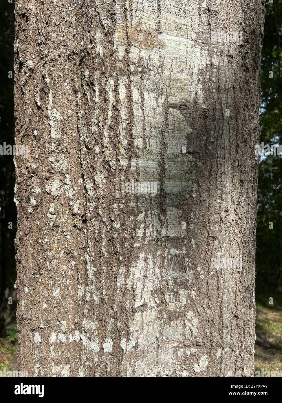 water oak (Quercus nigra Stock Photo - Alamy