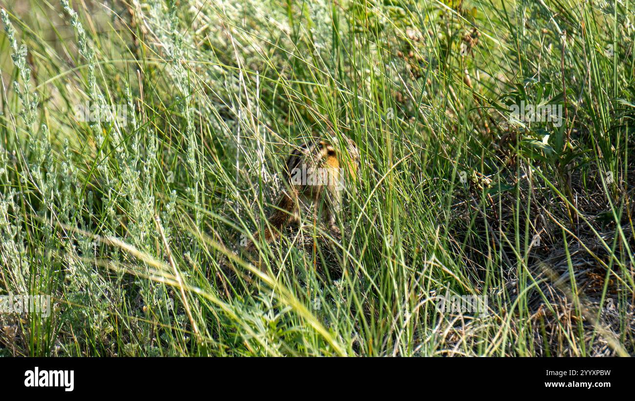 Least Chipmunk (Neotamias minimus Stock Photo - Alamy
