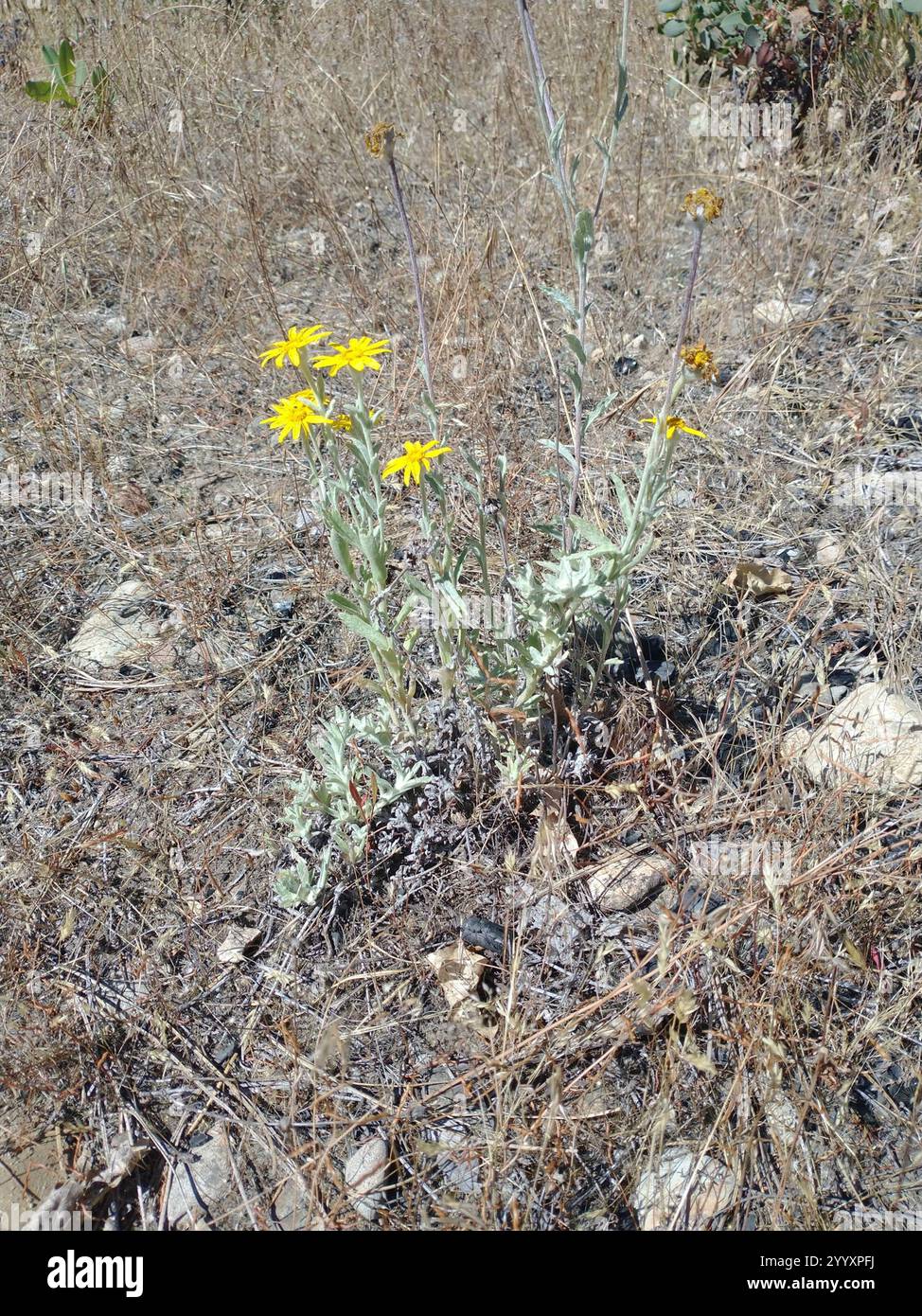 common woolly sunflower (Eriophyllum lanatum Stock Photo - Alamy