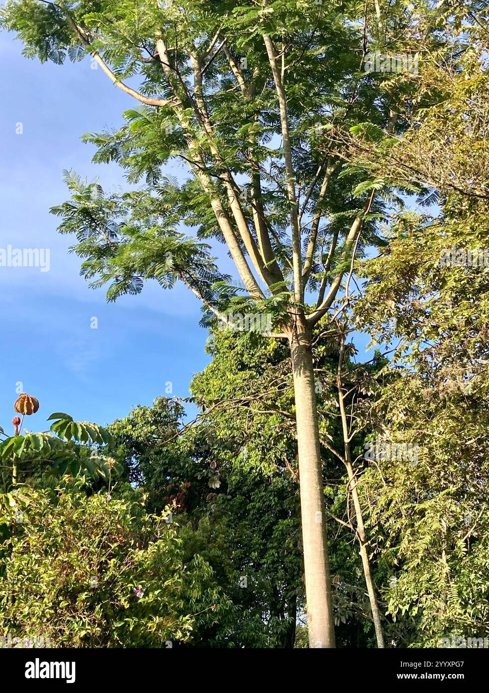 Brazilian fern tree (Schizolobium parahyba Stock Photo - Alamy