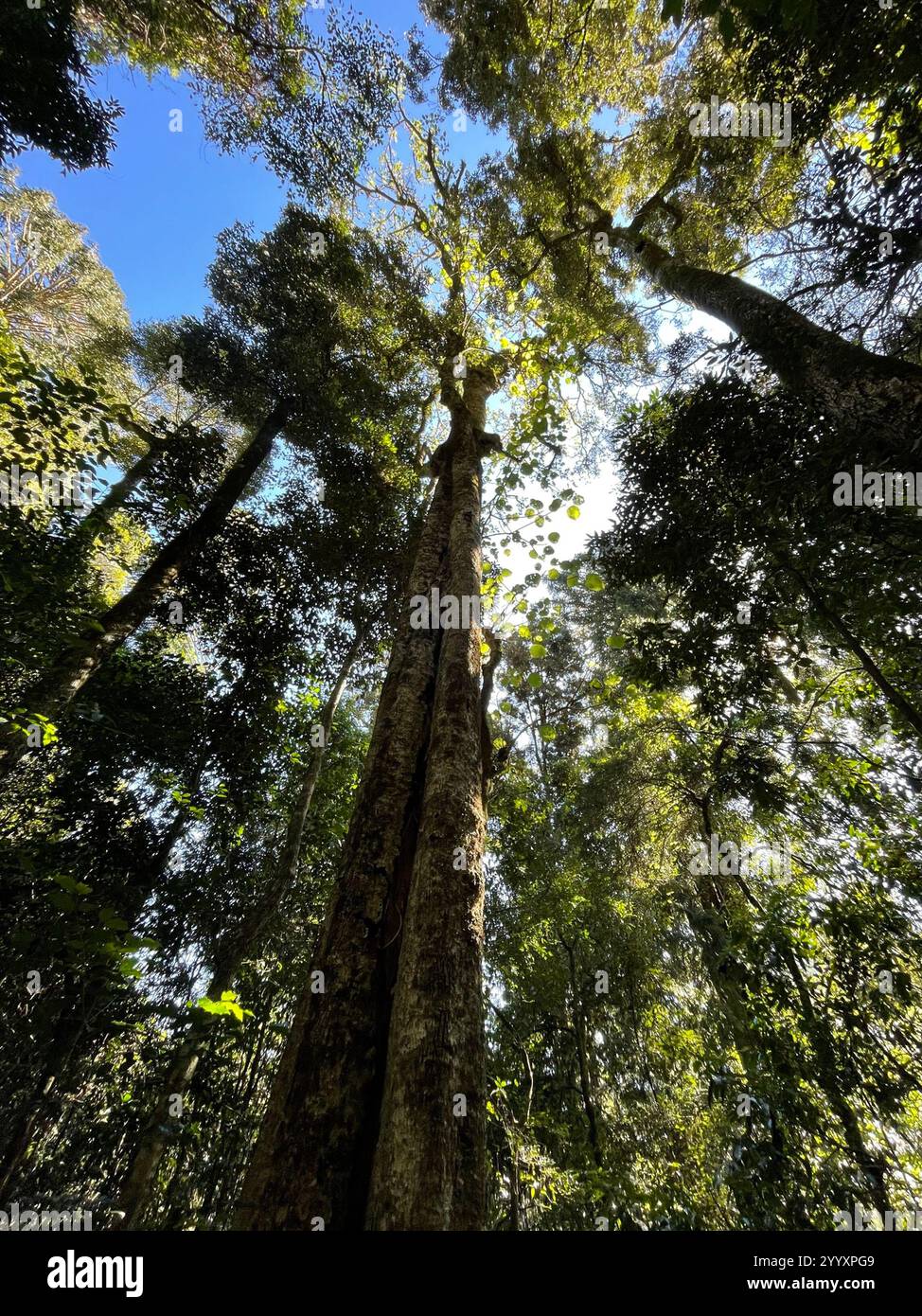 Dendrocnide excelsa hi-res stock photography and images - Alamy