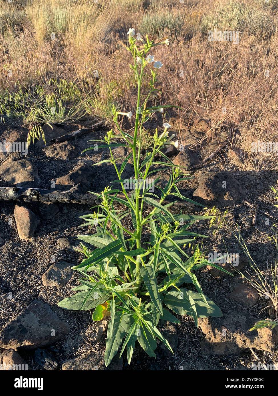 Coyote Tobacco (Nicotiana attenuata Stock Photo - Alamy