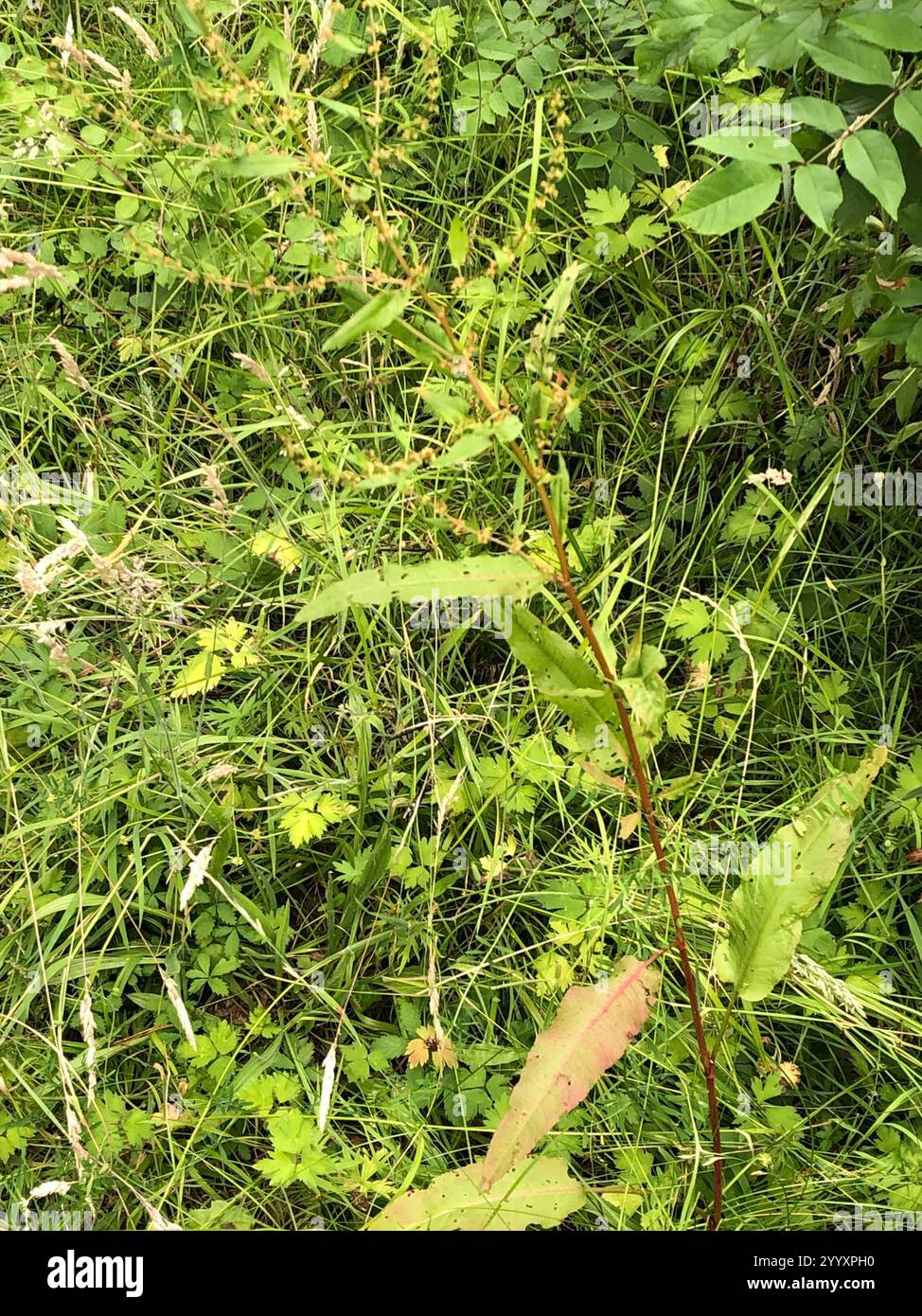 Clustered Dock (Rumex conglomeratus Stock Photo - Alamy