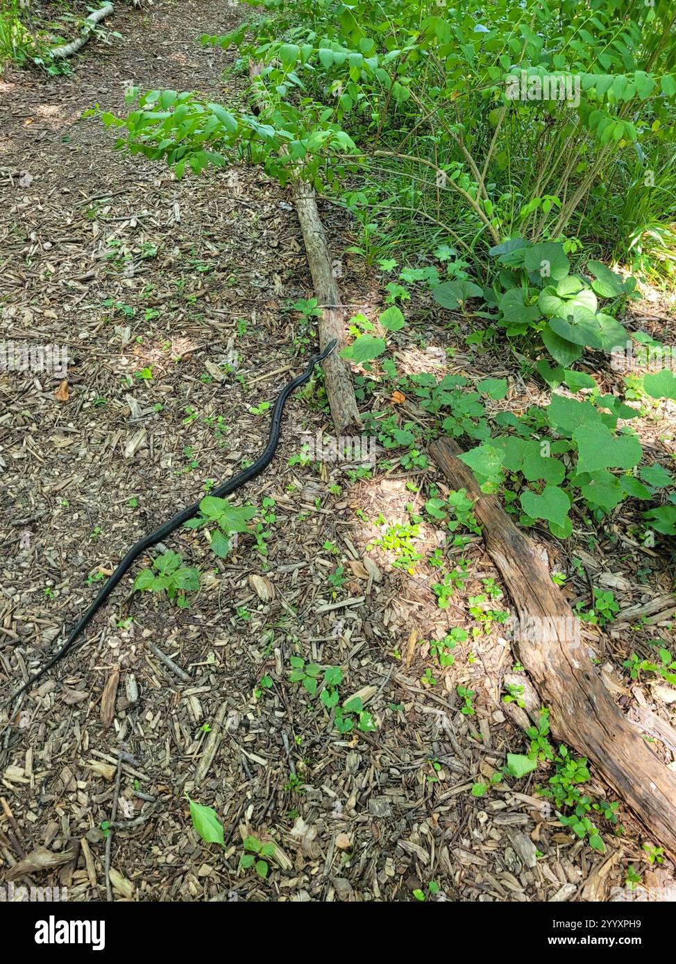Eastern Ratsnake (Pantherophis alleghaniensis Stock Photo - Alamy