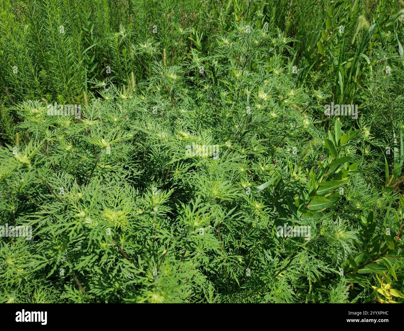 common ragweed (Ambrosia artemisiifolia Stock Photo - Alamy