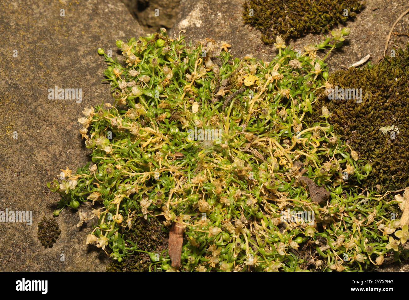 Procumbent Pearlwort (Sagina procumbens Stock Photo - Alamy