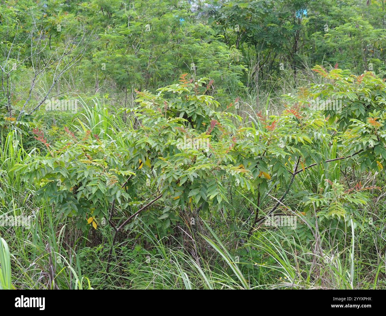 (Rhus chinensis roxburghii Stock Photo - Alamy