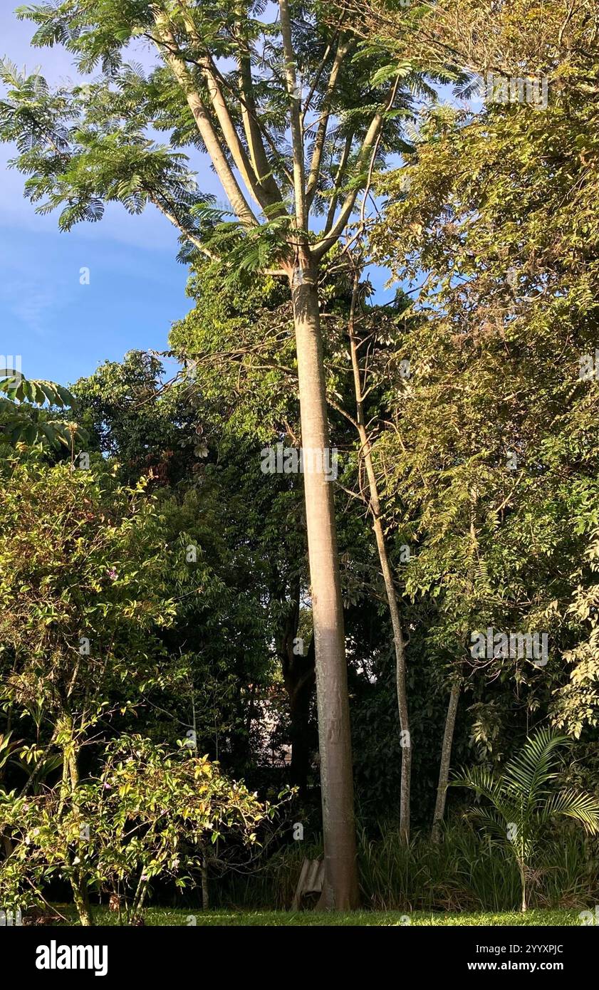 Brazilian fern tree (Schizolobium parahyba Stock Photo - Alamy