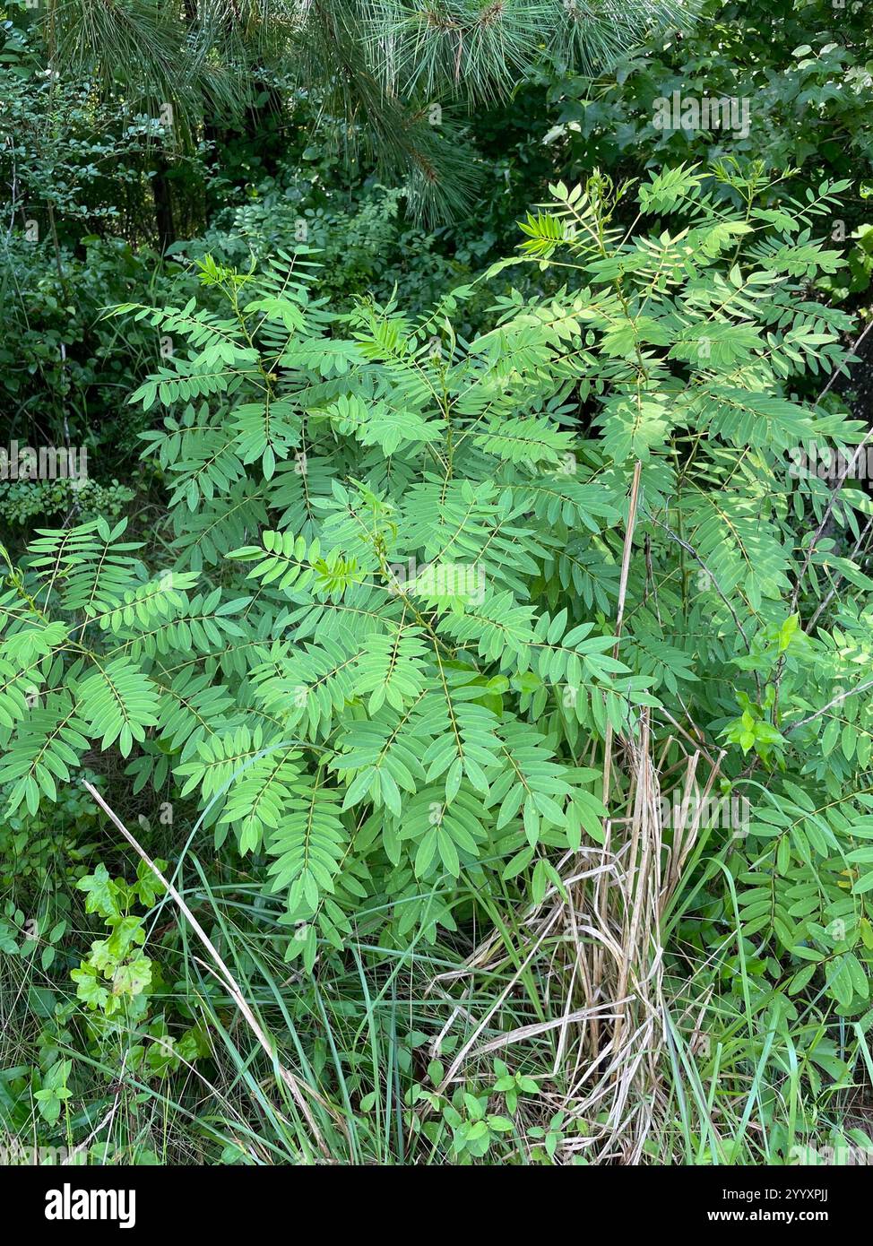 American senna (Senna hebecarpa Stock Photo - Alamy