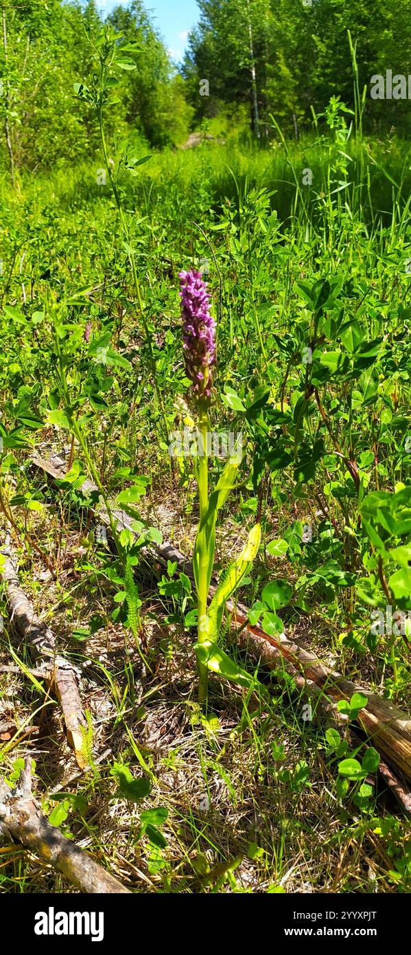 Early Marsh-orchid (Dactylorhiza incarnata Stock Photo - Alamy