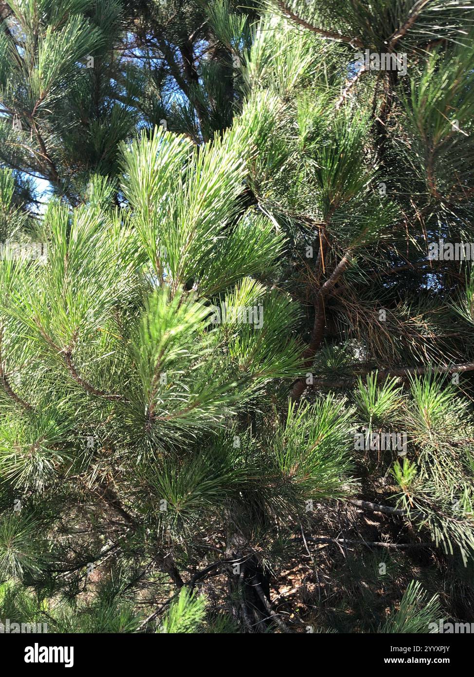 Monterey pine (Pinus radiata Stock Photo - Alamy