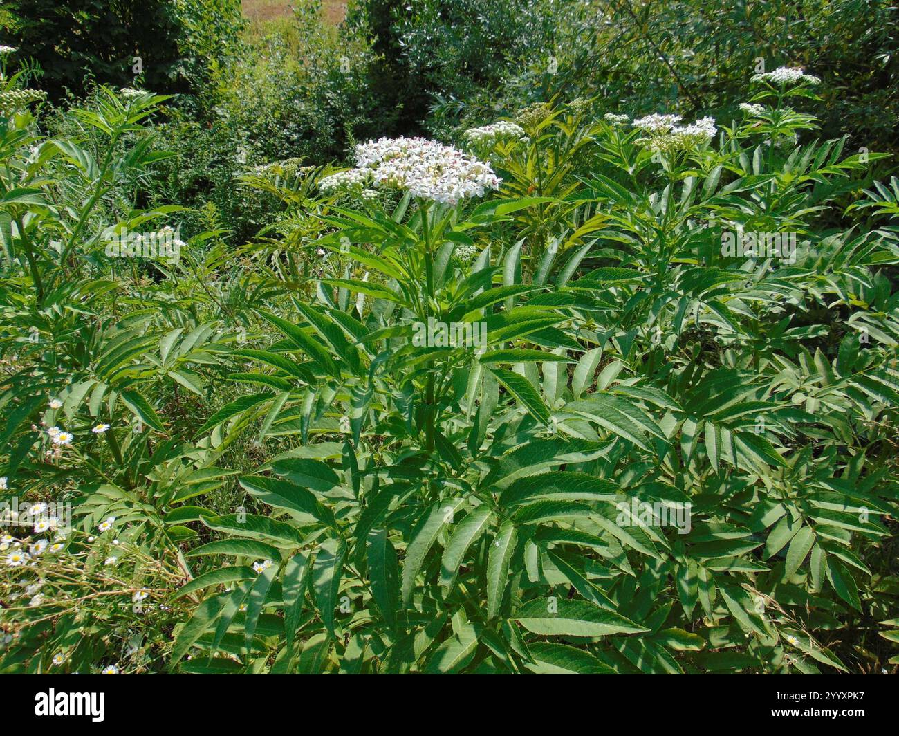 Dwarf Elder (Sambucus ebulus Stock Photo - Alamy