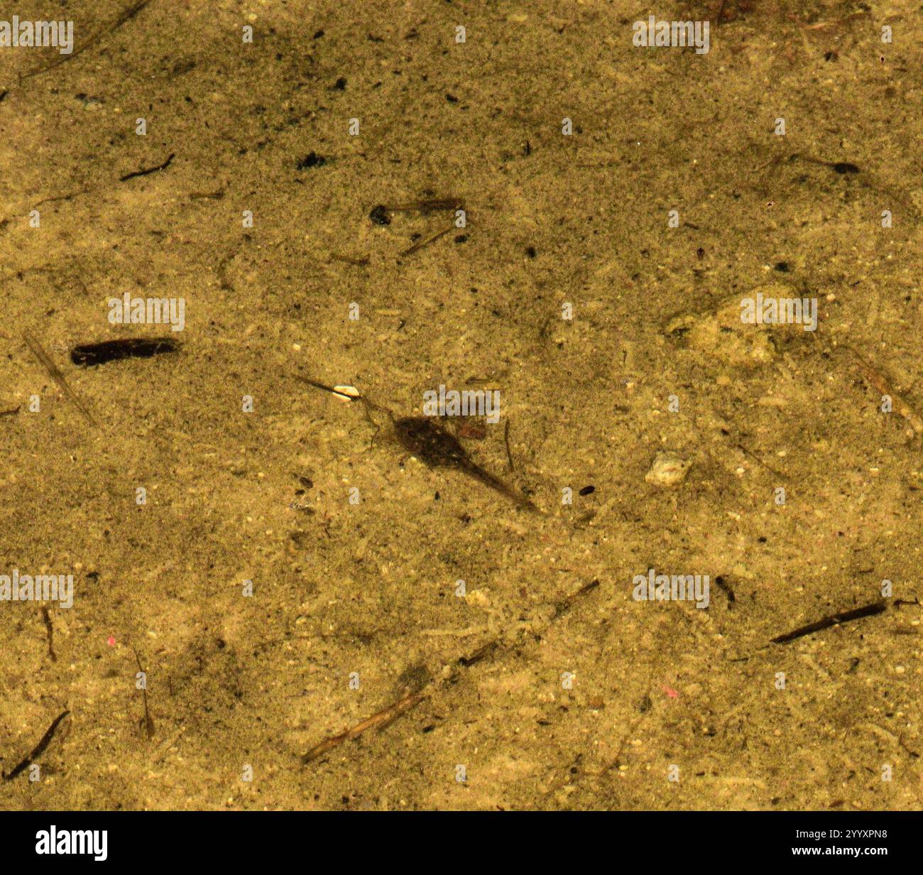 Box of frogs hi-res stock photography and images - Alamy