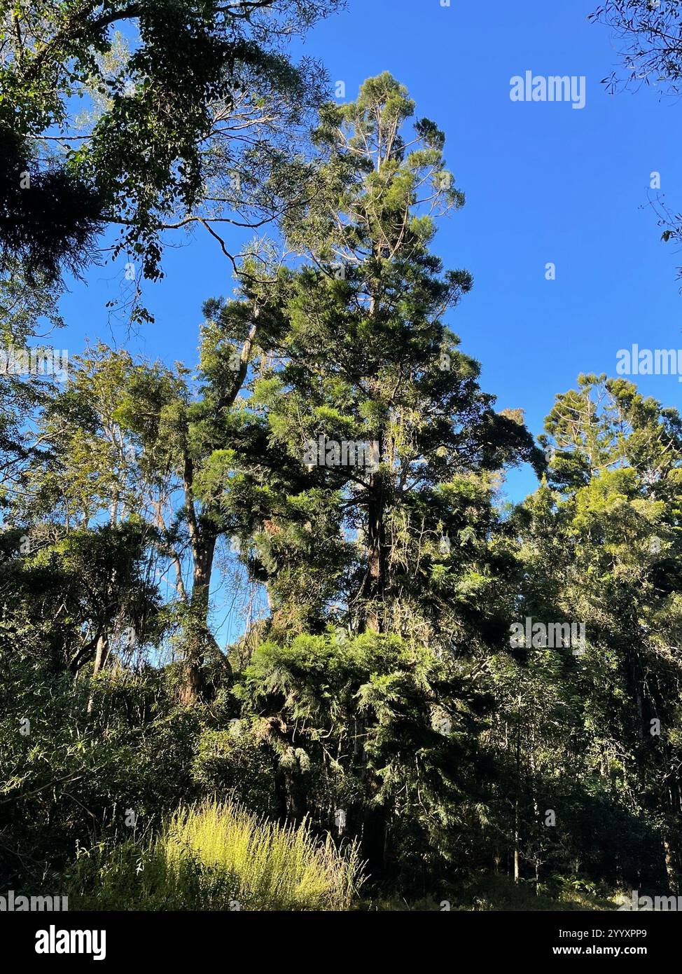 Hoop pine (Araucaria cunninghamii Stock Photo - Alamy