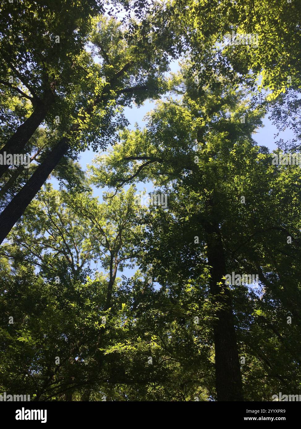 cattail sedge (Carex typhina Stock Photo - Alamy
