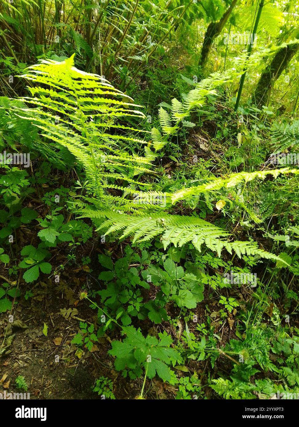 lady fern (Athyrium filix-femina Stock Photo - Alamy