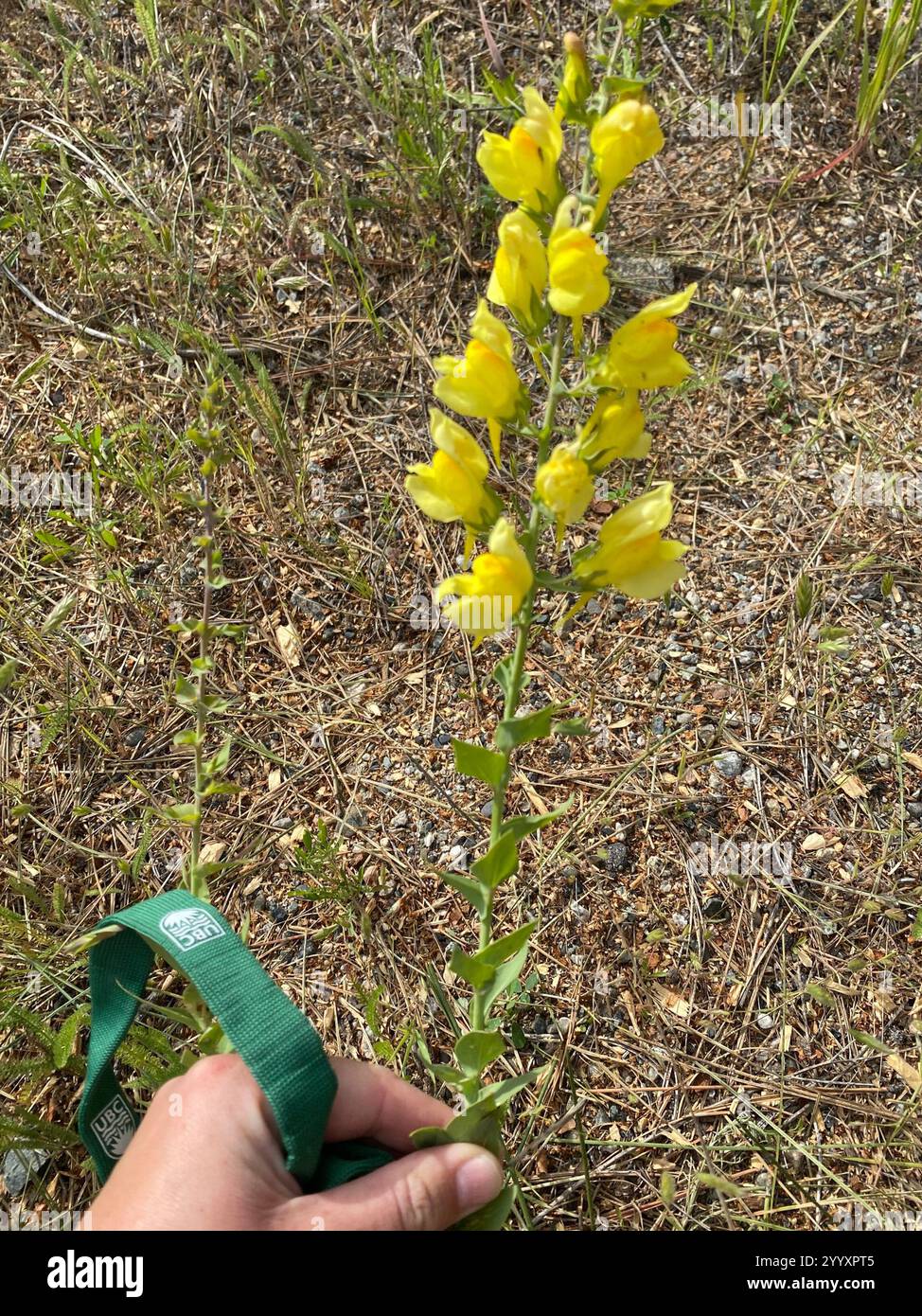 Balkan toadflax (Linaria dalmatica Stock Photo - Alamy