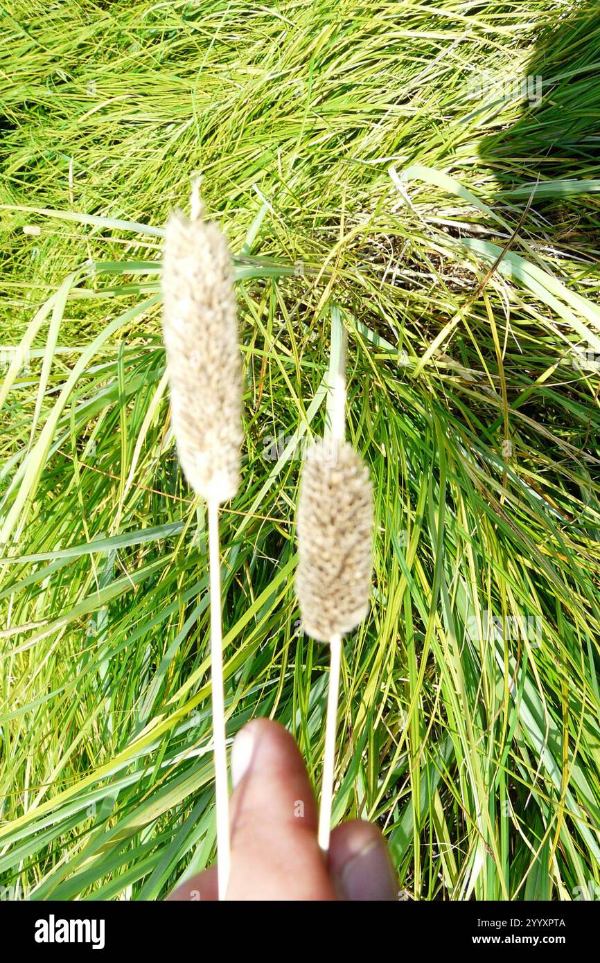 Creeping Foxtail (Alopecurus arundinaceus Stock Photo - Alamy