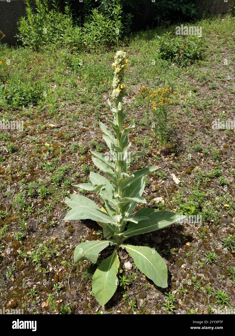 great mullein (Verbascum thapsus Stock Photo - Alamy