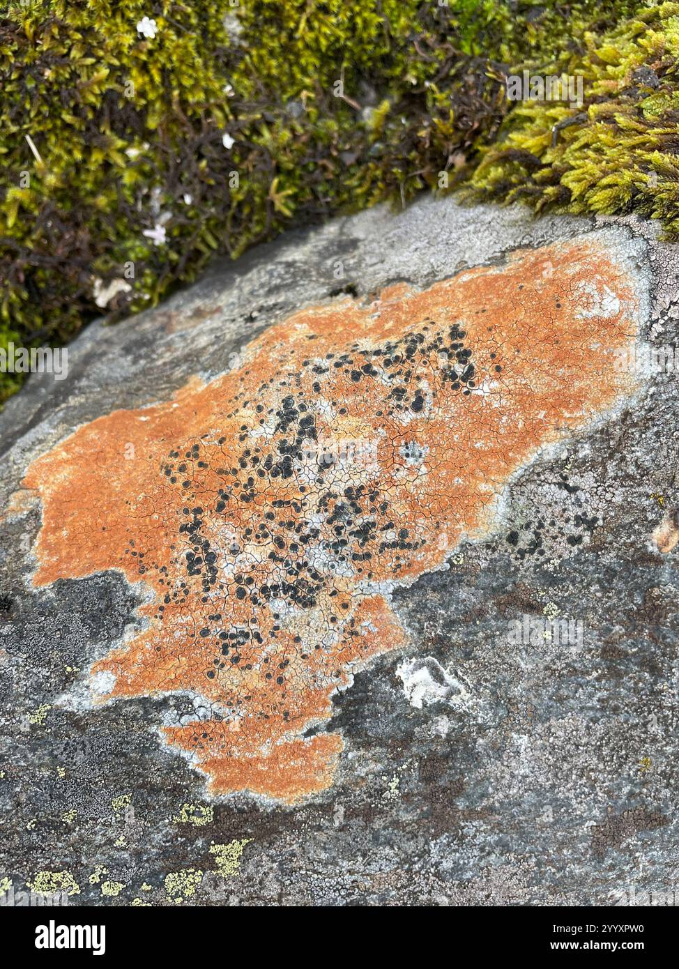 concentric boulder lichen (Porpidia crustulata Stock Photo - Alamy
