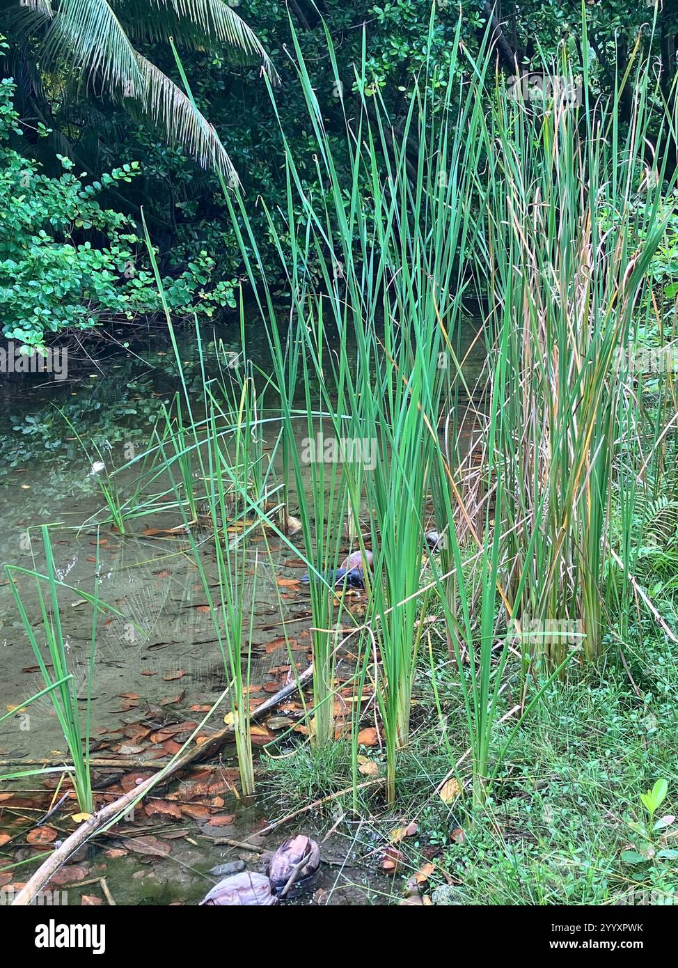 southern cattail (Typha domingensis Stock Photo - Alamy