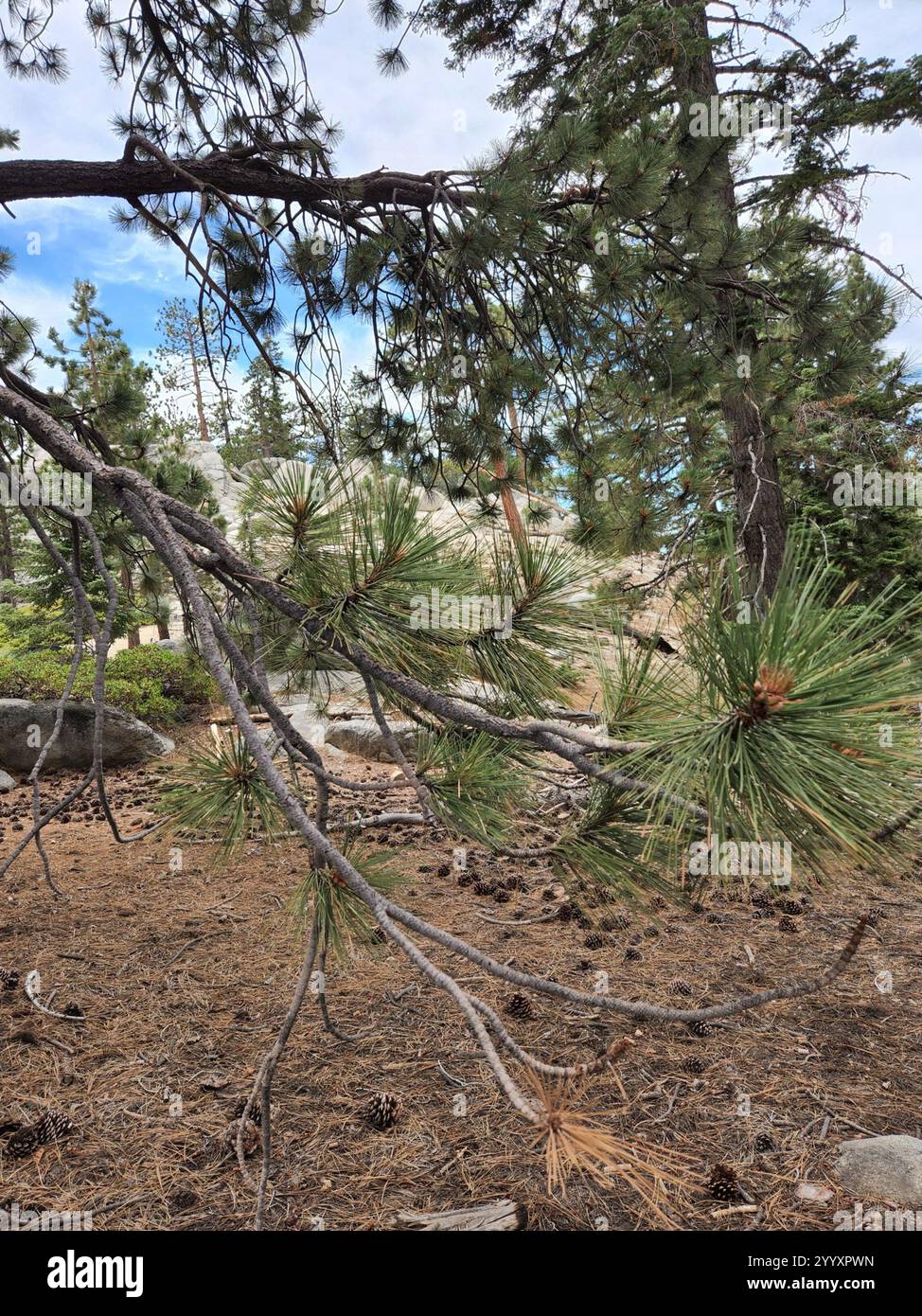 Jeffrey pine (Pinus jeffreyi Stock Photo - Alamy
