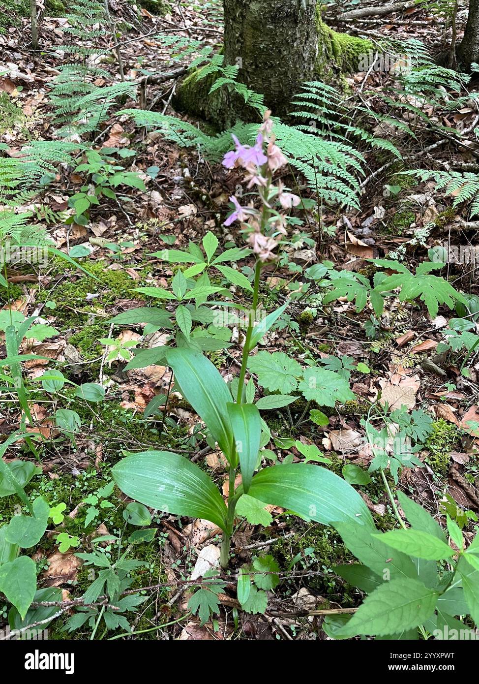 Greater Purple Fringed Orchid (Platanthera grandiflora Stock Photo - Alamy