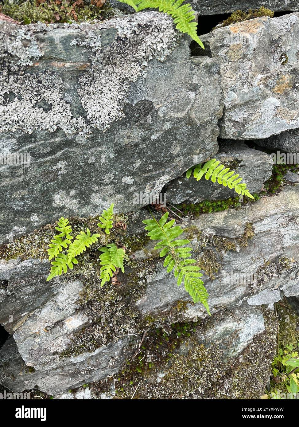 common polypody (Polypodium vulgare Stock Photo - Alamy