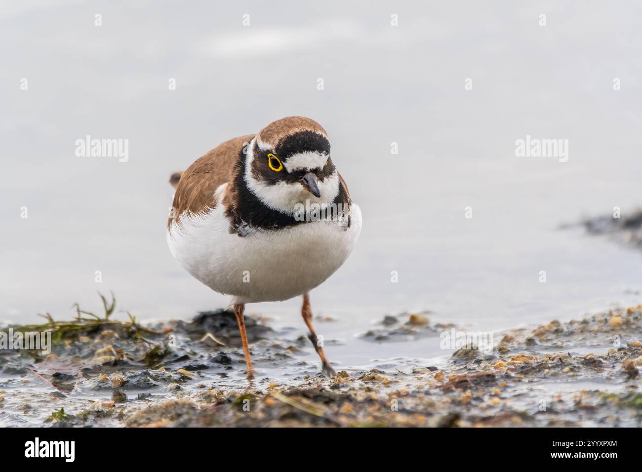 Little ringed plover in natural habitat. Portrait of Little ringed ...