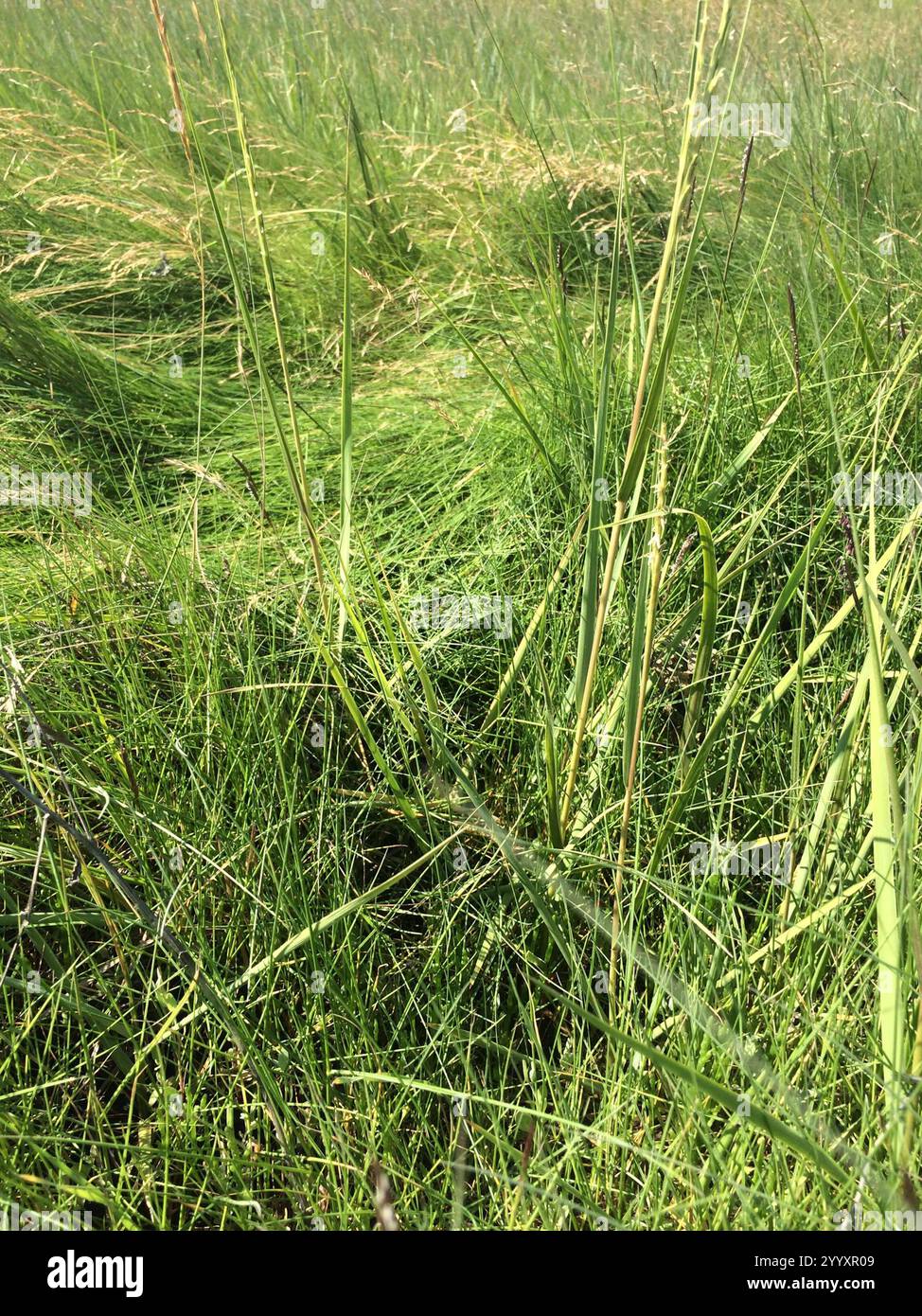 Saltmarsh Cordgrass (Sporobolus alterniflorus Stock Photo - Alamy