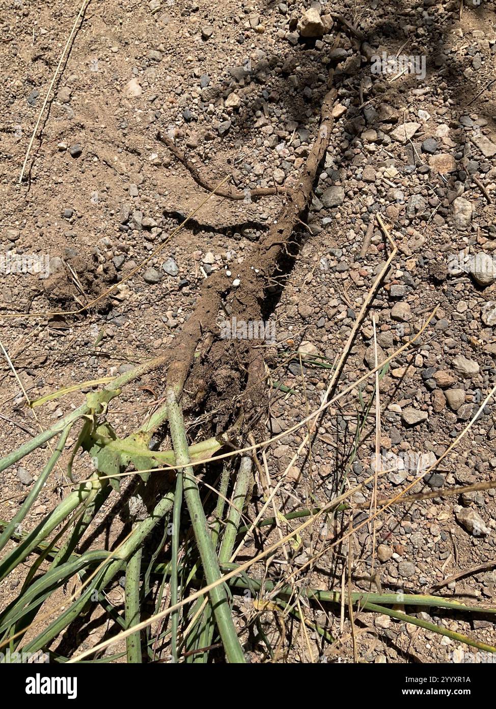 Rush Skeletonweed (Chondrilla juncea Stock Photo - Alamy