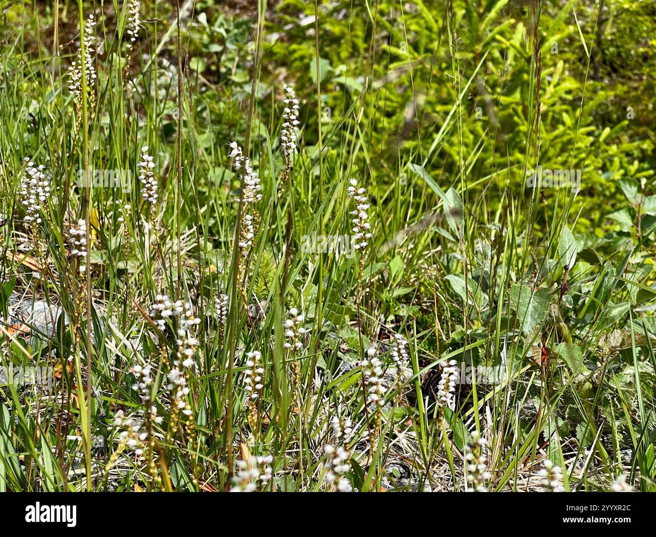 alpine bistort (Bistorta vivipara Stock Photo - Alamy