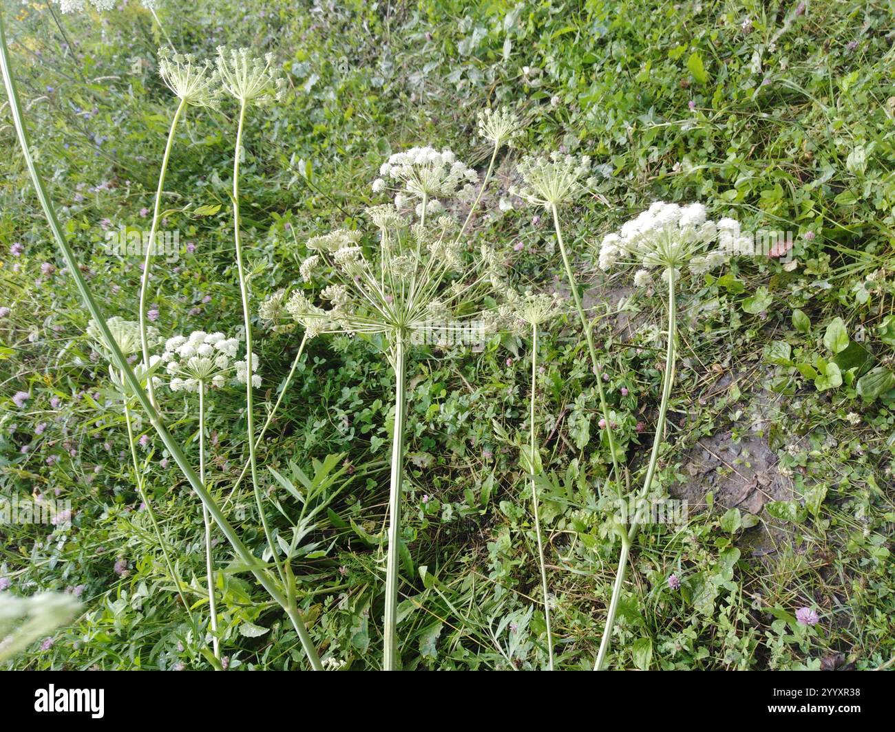 Moon Carrot (Seseli libanotis Stock Photo - Alamy