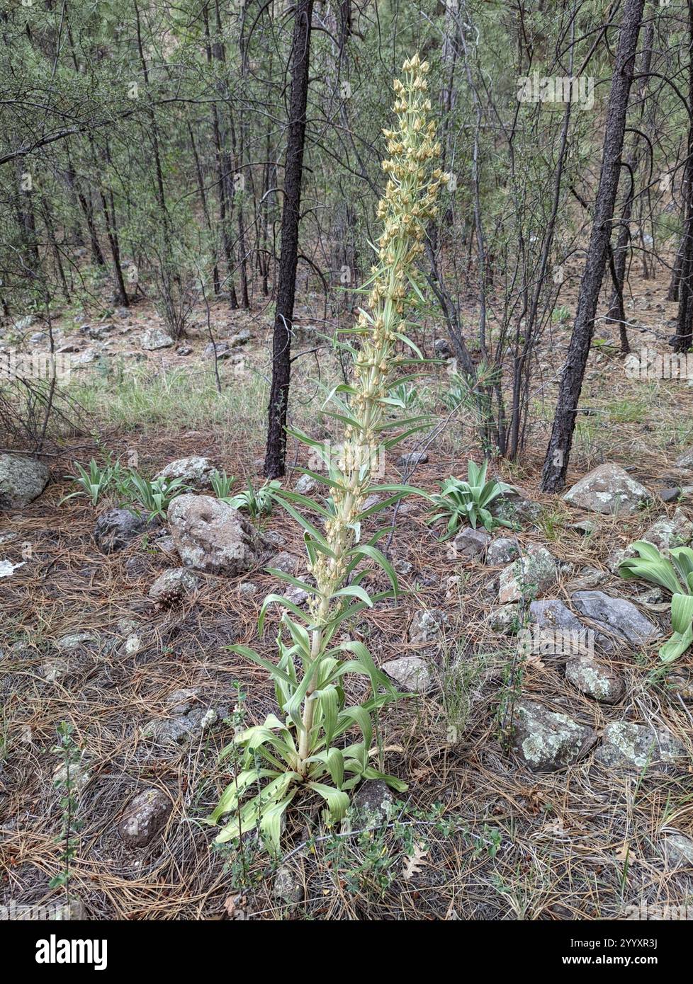 monument plant (Frasera speciosa Stock Photo - Alamy