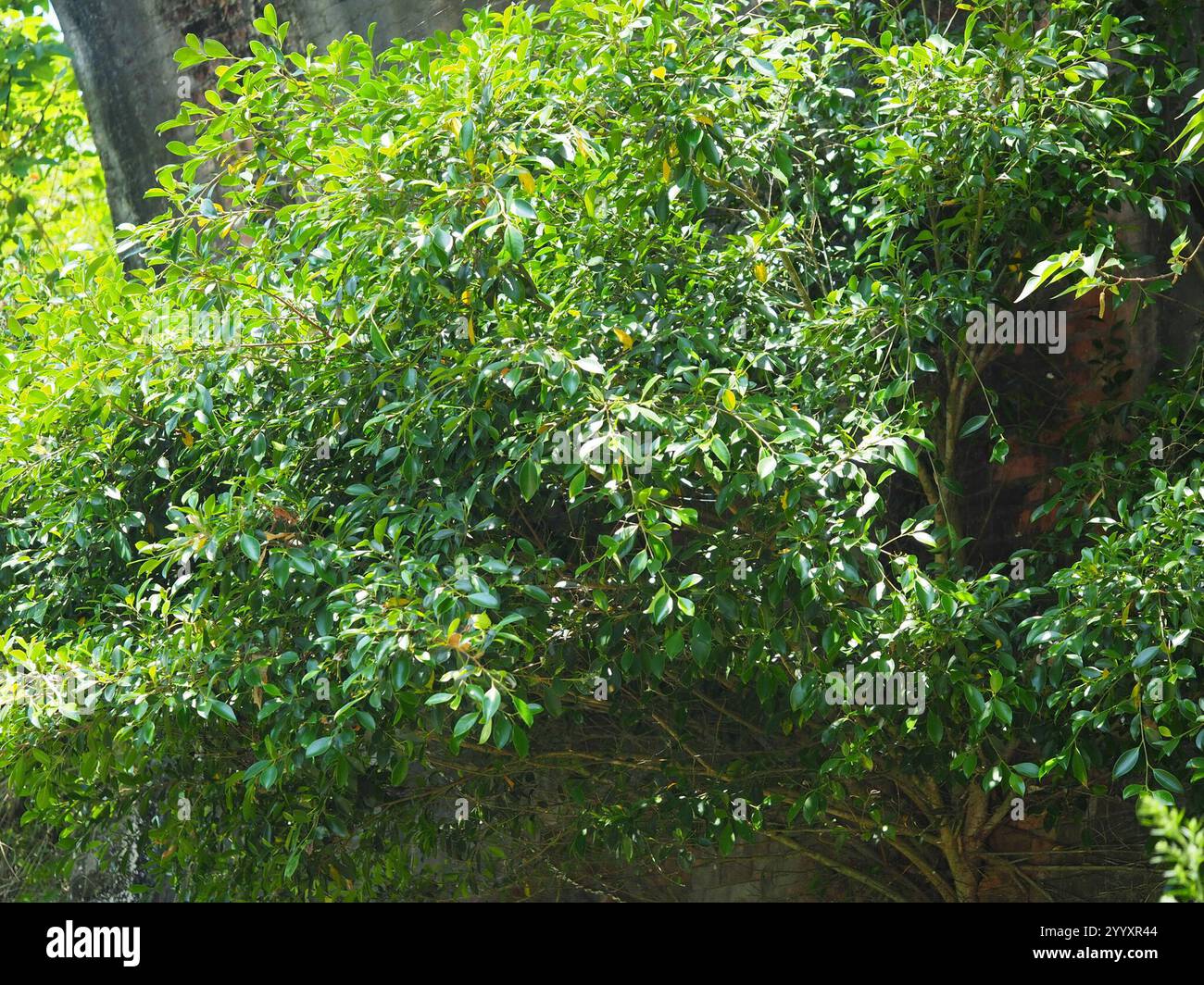 Chinese banyan (Ficus microcarpa Stock Photo - Alamy