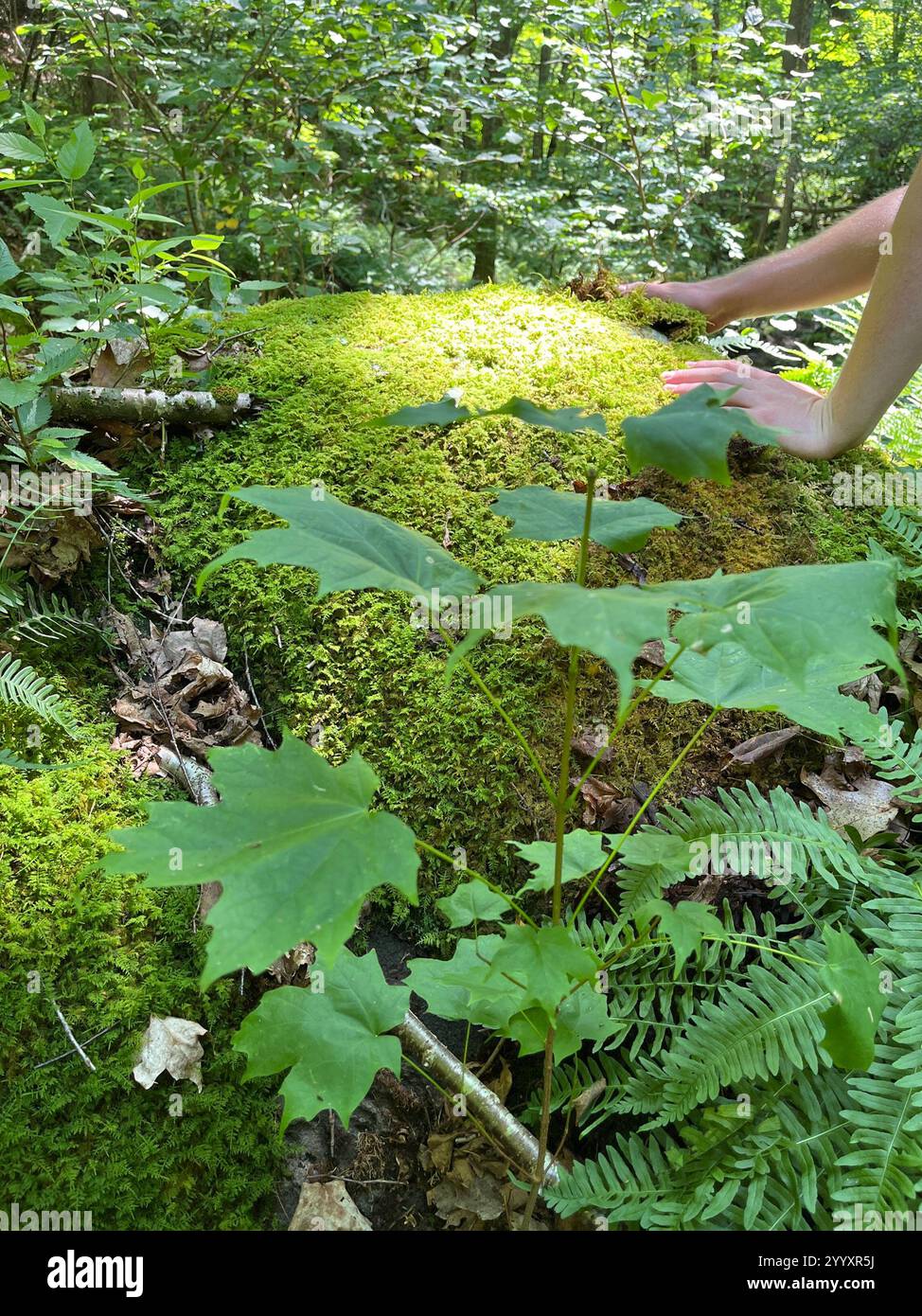 black maple (Acer nigrum Stock Photo - Alamy