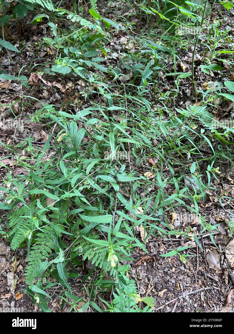 Common Cow-wheat (Melampyrum pratense Stock Photo - Alamy