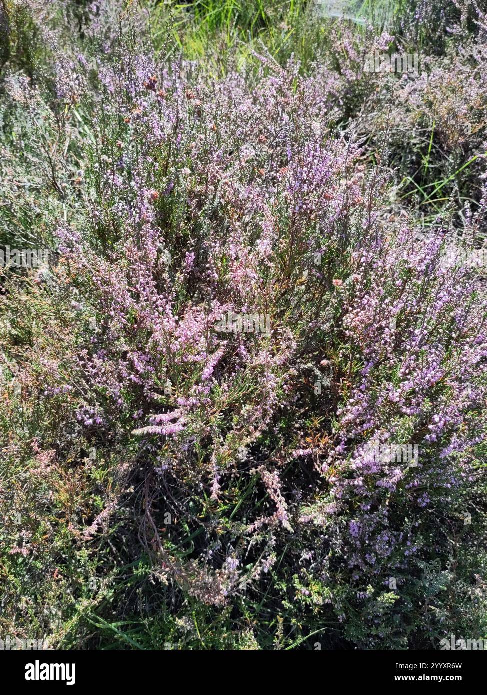 common heather (Calluna vulgaris Stock Photo - Alamy