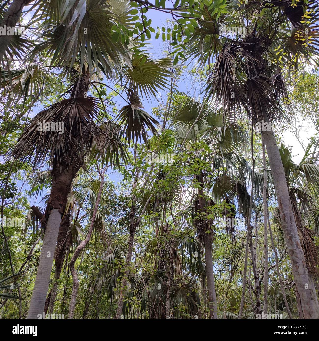 Cayman silver thatch palm (Coccothrinax proctorii Stock Photo - Alamy
