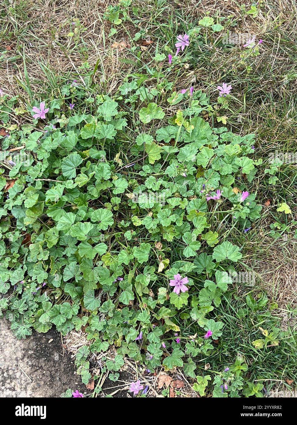 Common Mallow (Malva sylvestris Stock Photo - Alamy