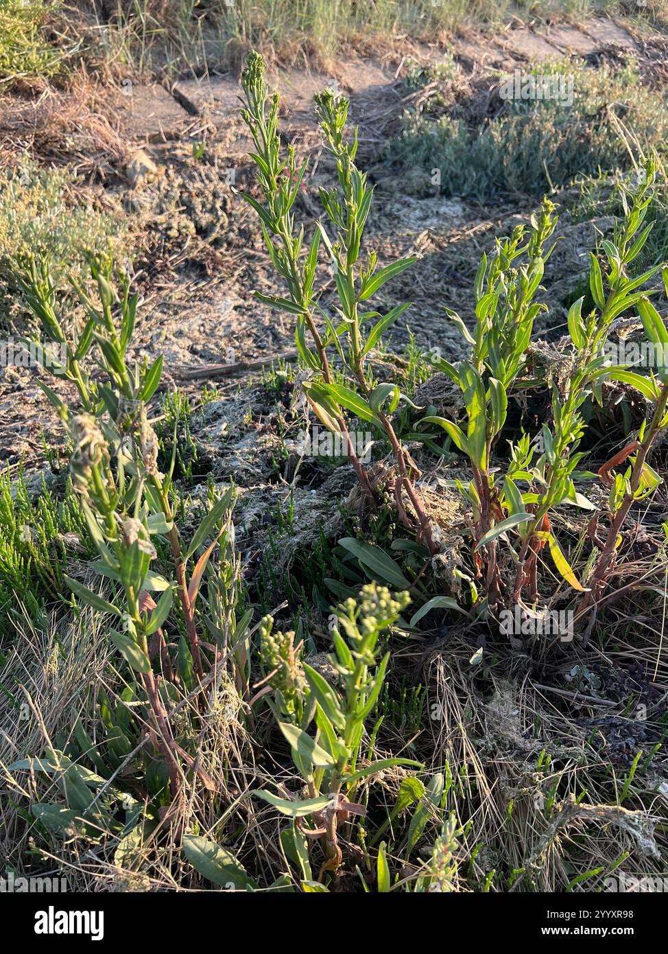 oak-leaved goosefoot (Oxybasis glauca Stock Photo - Alamy