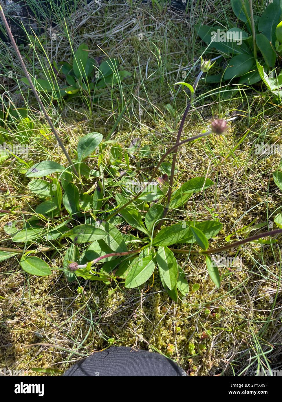 Devil's-bit Scabious (Succisa pratensis Stock Photo - Alamy